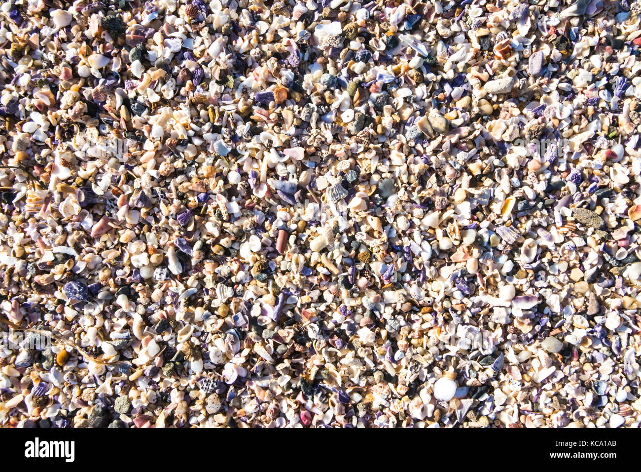 Broken shells scattered along a beach Stock Photo - Alamy
