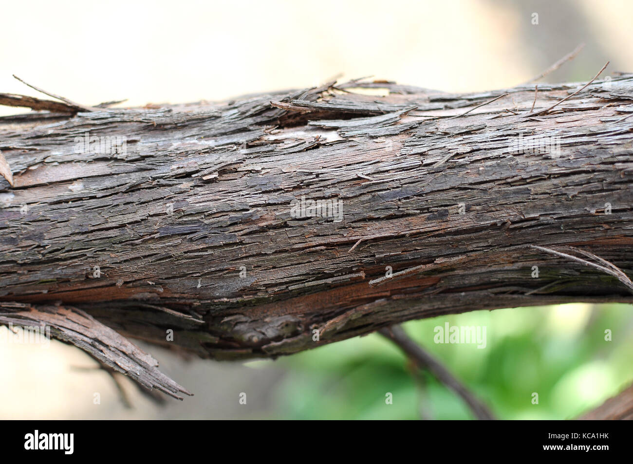 Bark of a vine grape close-up. Texture or background Stock Photo - Alamy