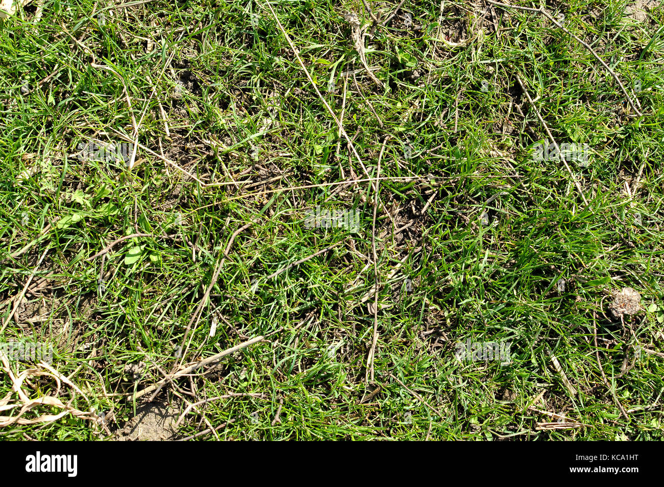Green grass texture pattern background. Top view Stock Photo - Alamy