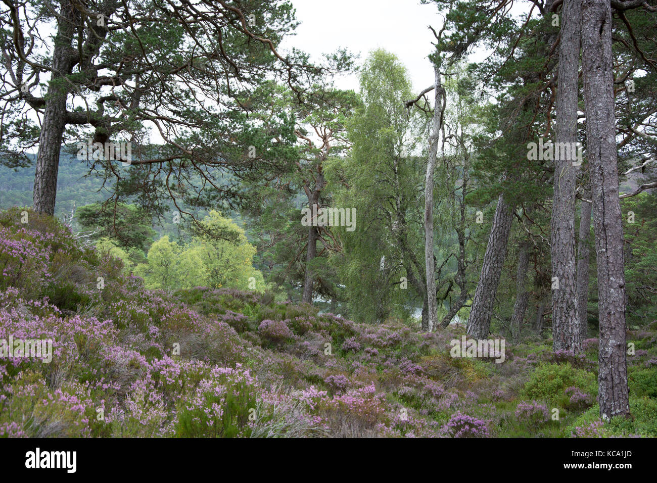Old Caledonian Pine Forest Stock Photo - Alamy
