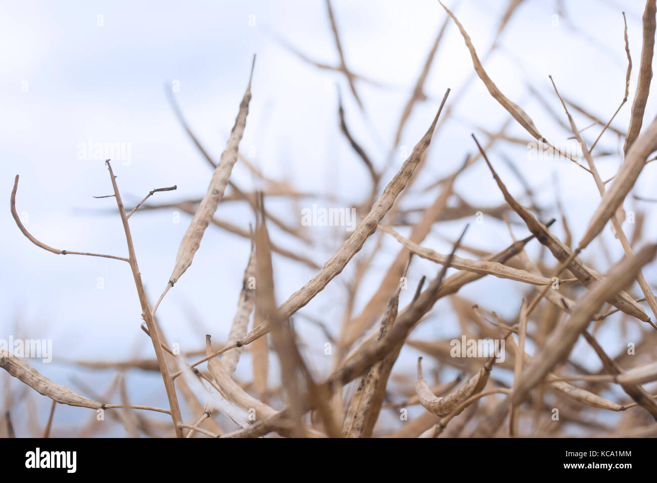 Brown Branches against the sky Stock Photo - Alamy