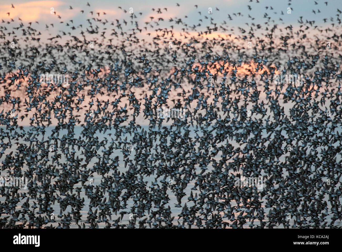 Swarm Birds
