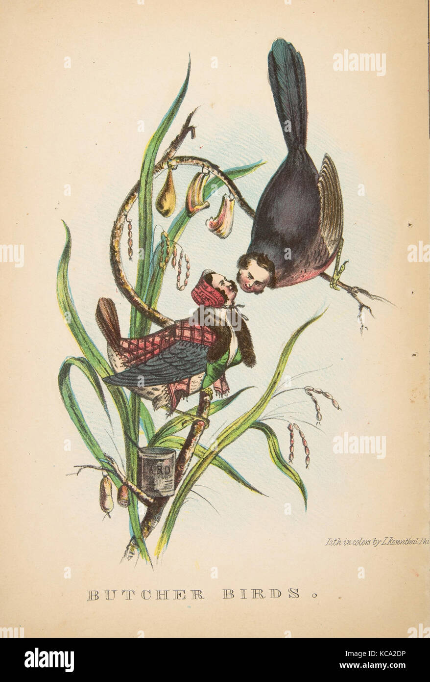 Butcher Birds, from The Comic Natural History of the Human Race, Henry ...