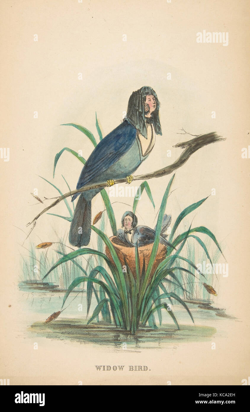 Widow Bird, from The Comic Natural History of the Human Race, Henry ...