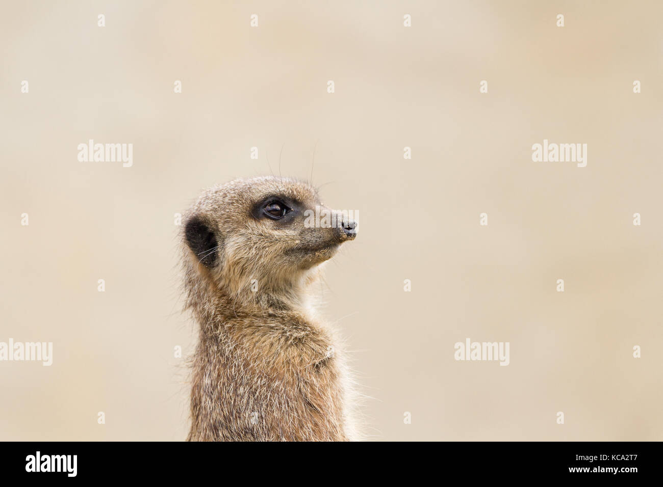 Beautiful Meerkat (suricate suricatta) Portrait with clean background ...