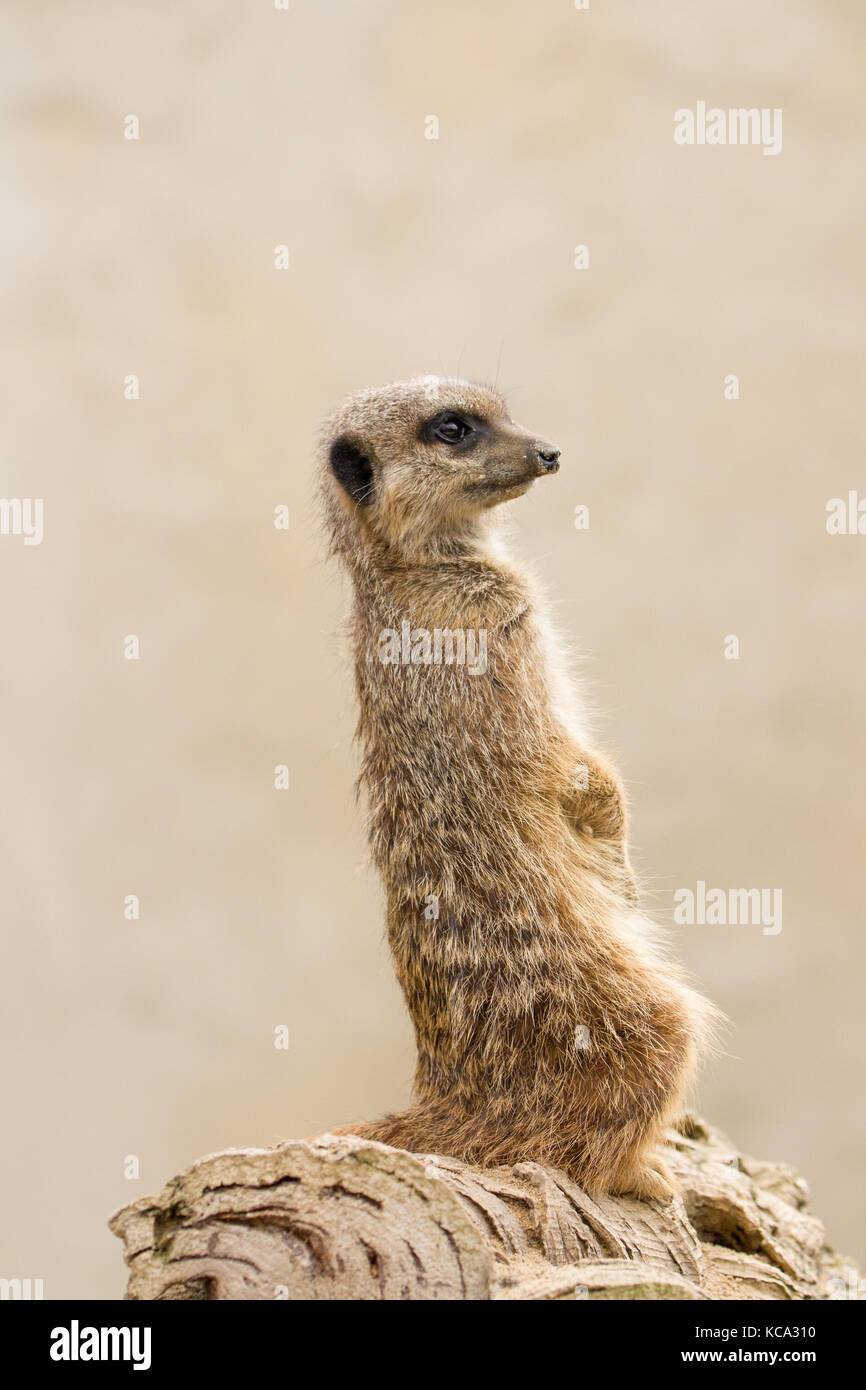 Beautiful Meerkat (suricate suricatta) Portrait with clean background ...