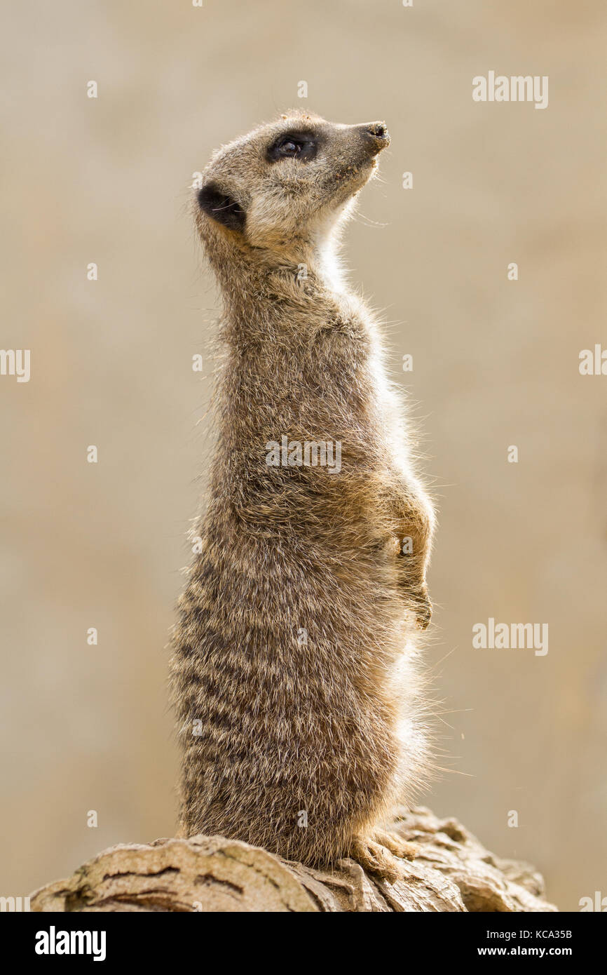 Beautiful Meerkat (suricate suricatta) Portrait with clean background ...