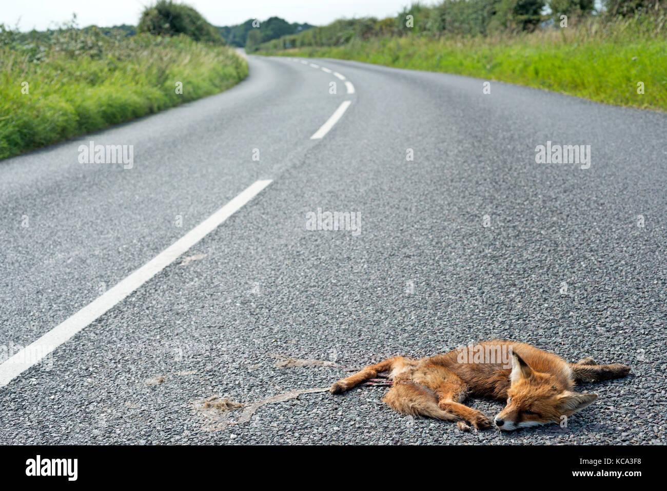 Dead fox club on a rural road Stock Photo - Alamy