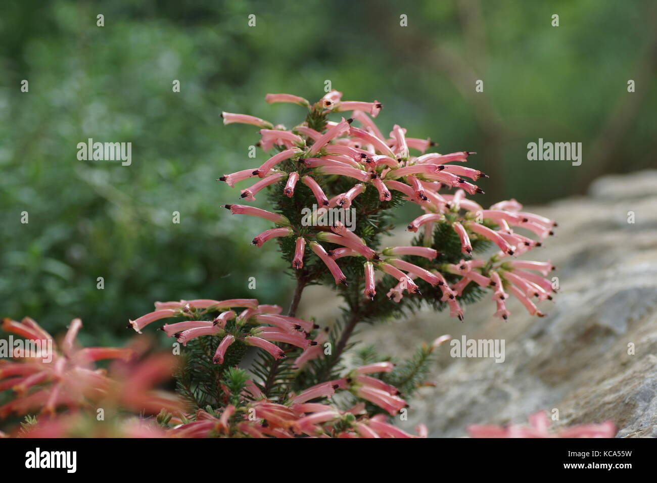 Erica ericaceae hi-res stock photography and images - Alamy