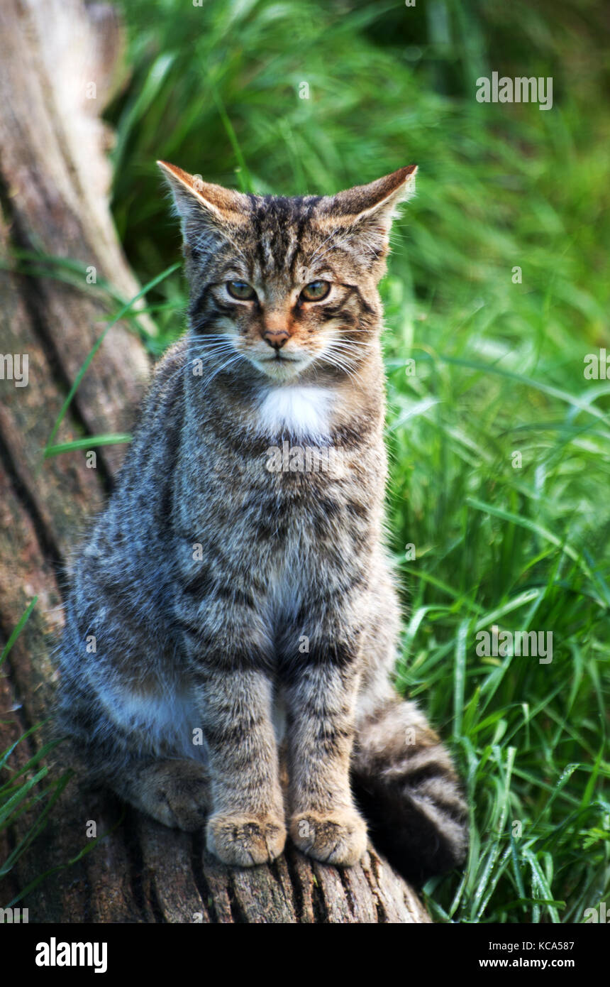 Scottish Wild Cat Kitten, Felix Svlvestris, Scotland, Captive Stock ...