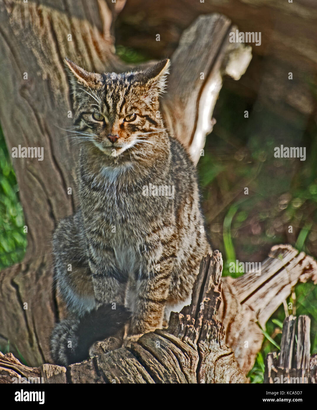 Scottish Wild Cat Kitten, Felix Svlvestris, Scotland, Wildlife Stock ...