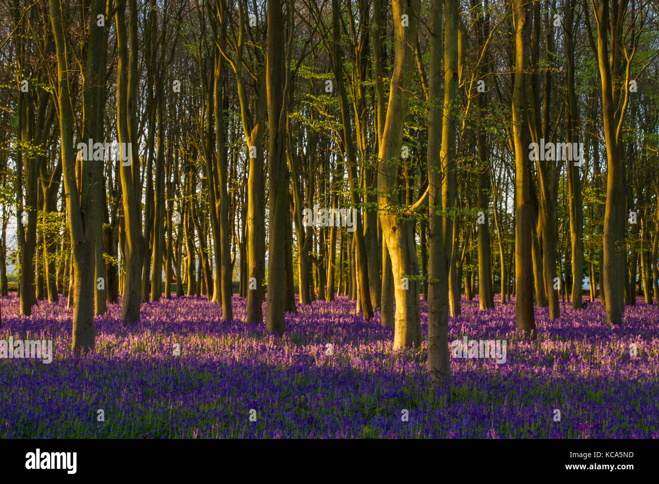 Bluebells at Sunrise in ancient Oxfordshire woodland, Badbury Clump ...