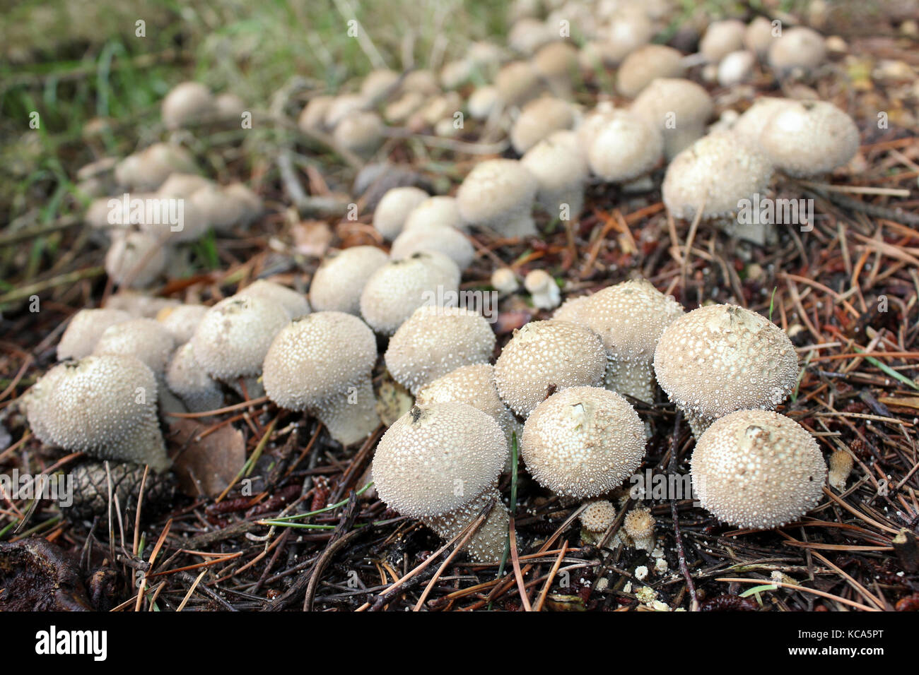 Common Puffball Lycoperdon perlatum Stock Photo - Alamy