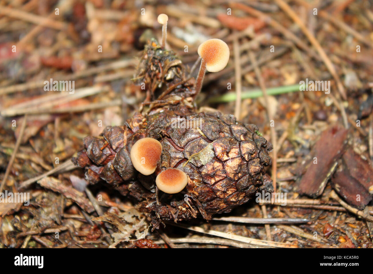 Saprobic fungus hi-res stock photography and images - Alamy
