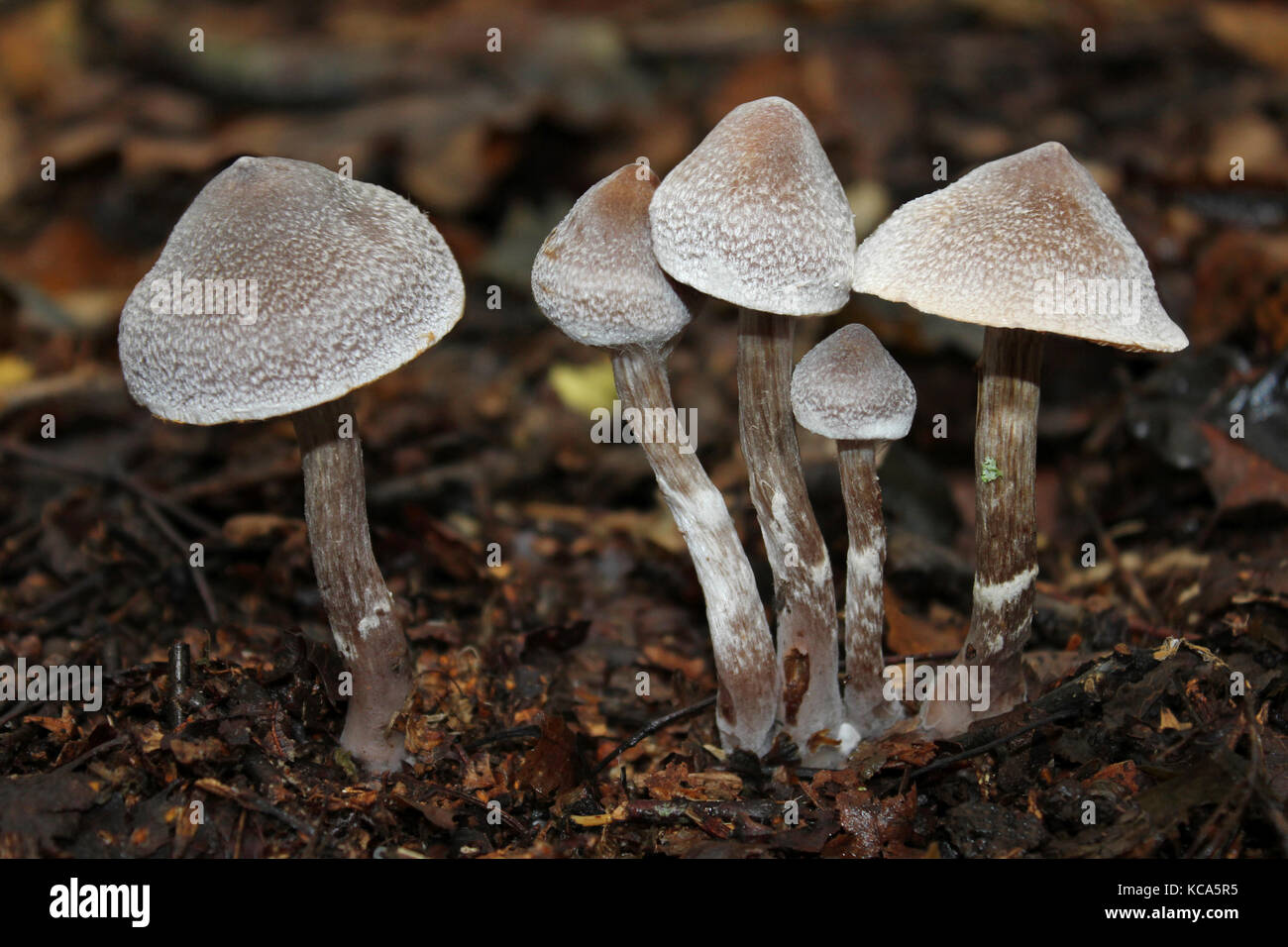 Frosty Webcap Cortinarius hemitrichus Stock Photo - Alamy