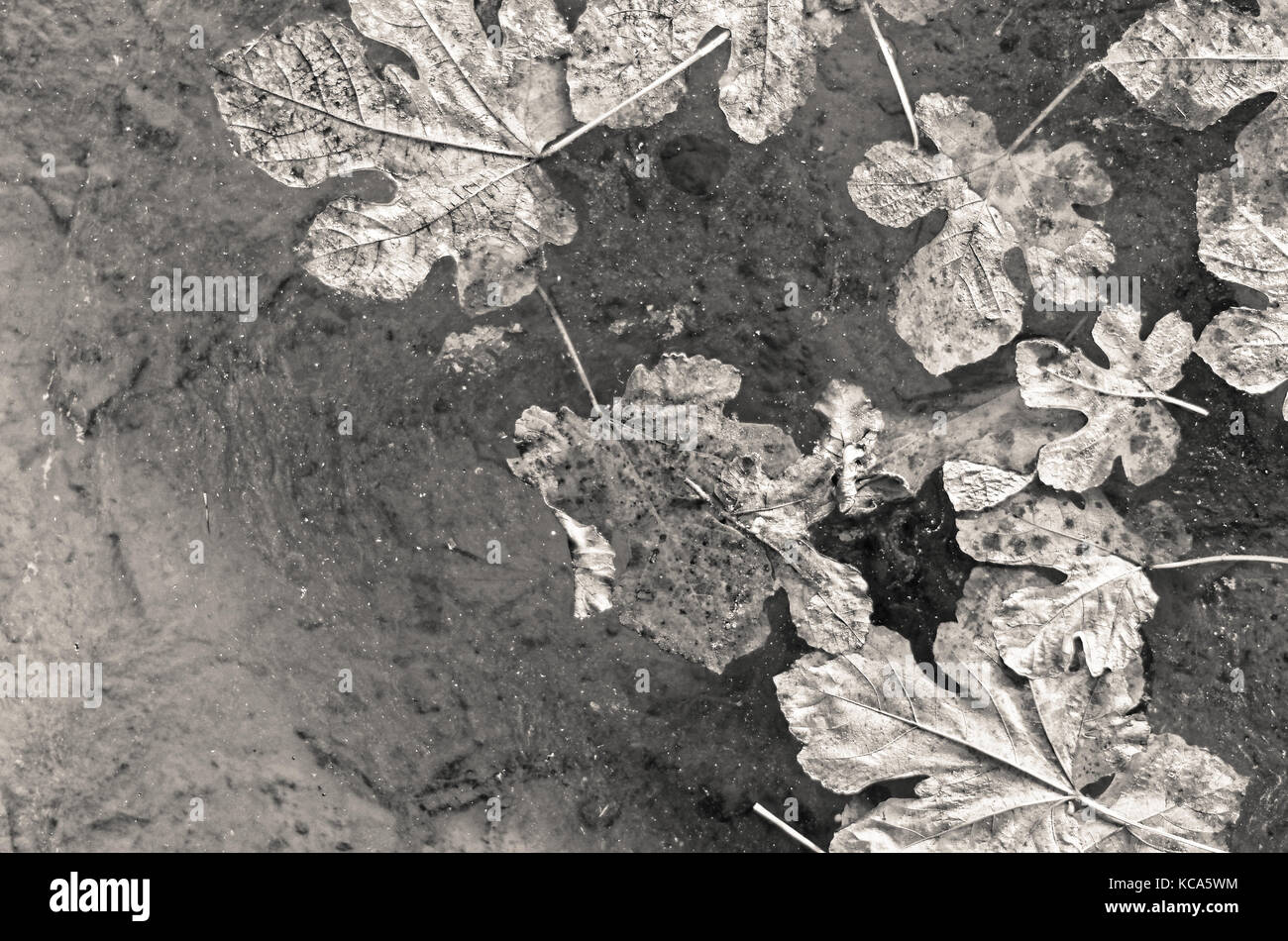 Decomposing leaves hi-res stock photography and images - Alamy
