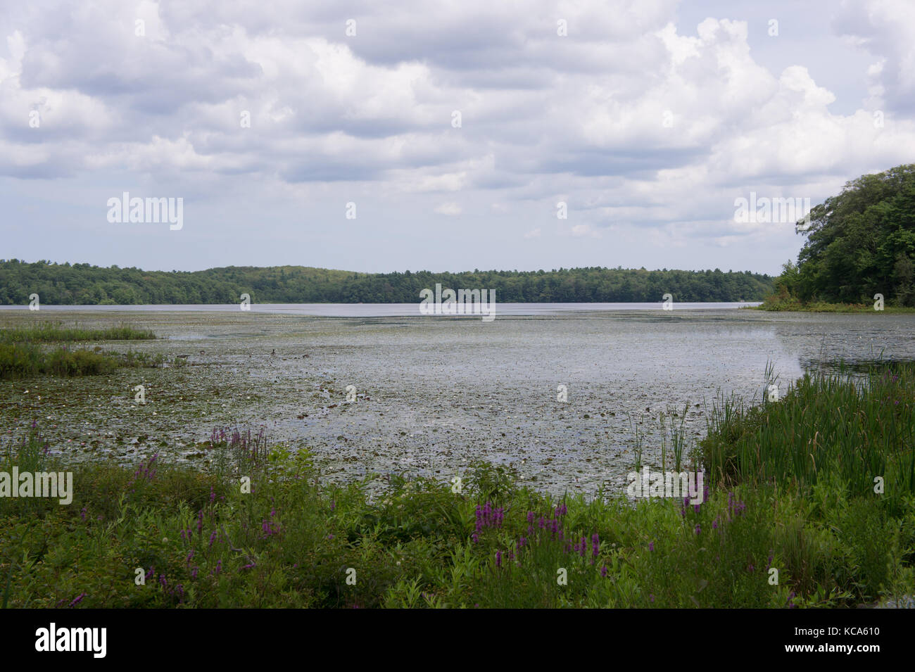 Ponkapoag Pond, Canton MA Stock Photo - Alamy