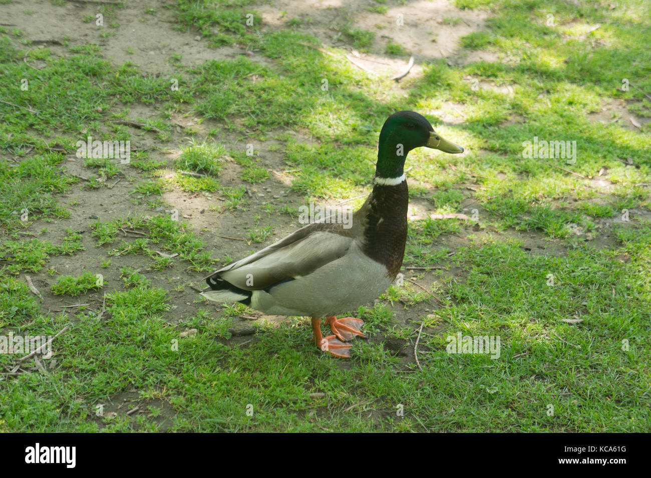 Mallard duck feet hi-res stock photography and images - Alamy