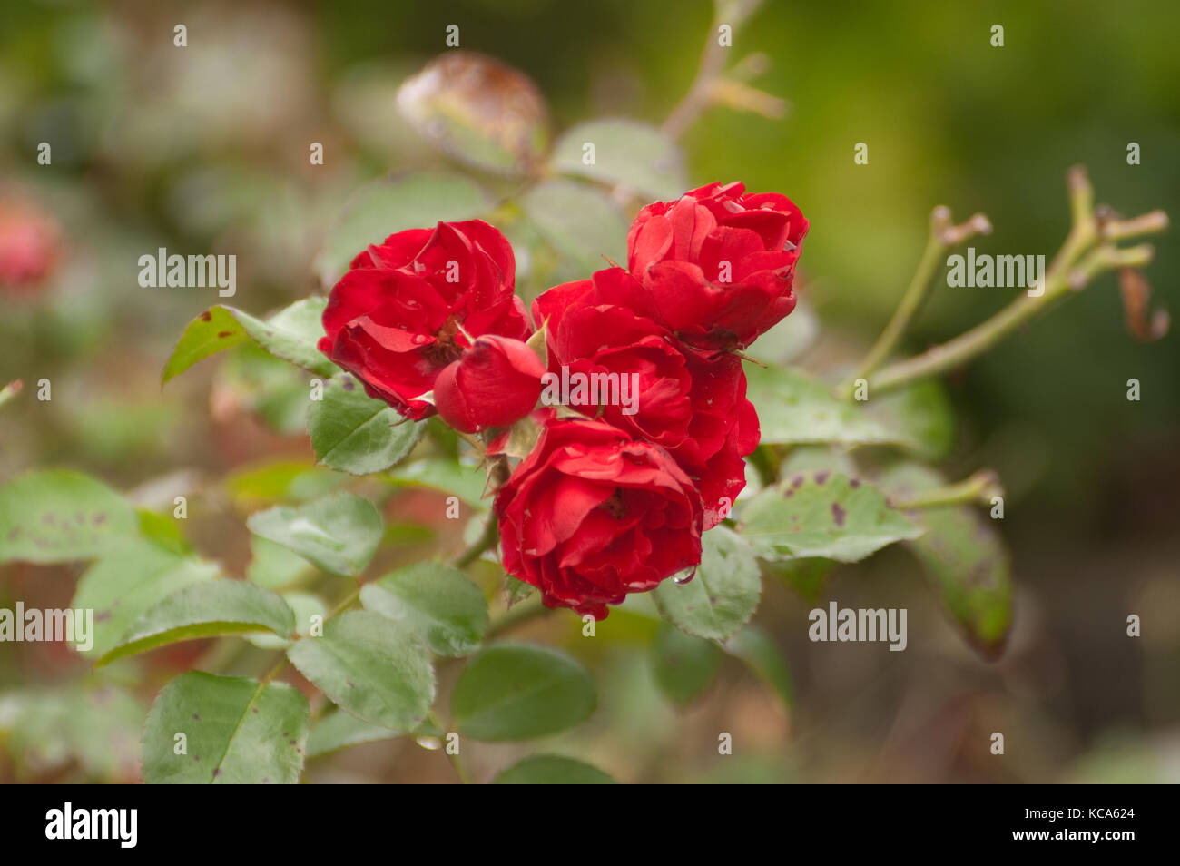Vermilion roses hi-res stock photography and images - Alamy