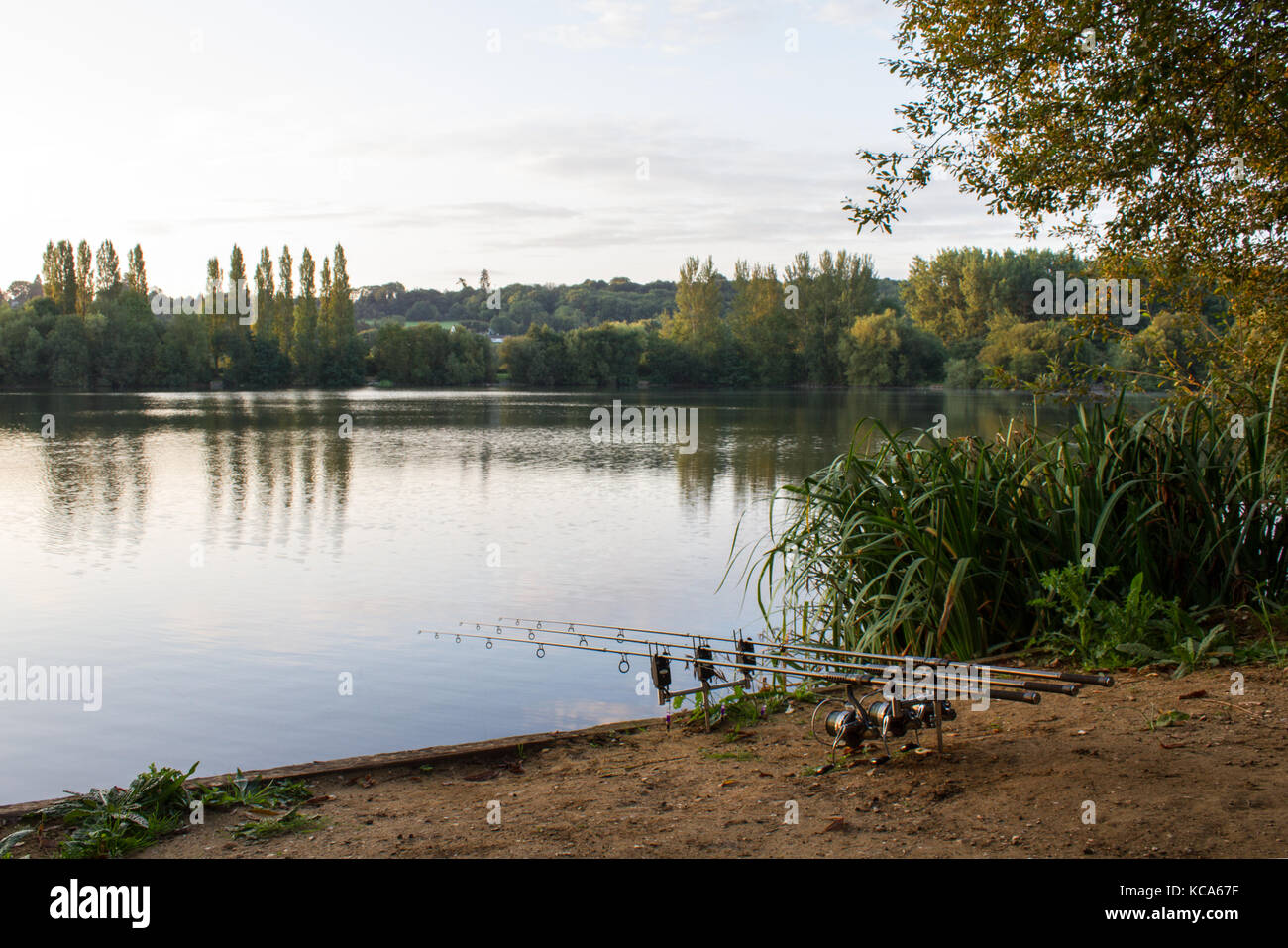 Carp Angling scenic landscape overlooking lake at Dawn Stock Photo - Alamy