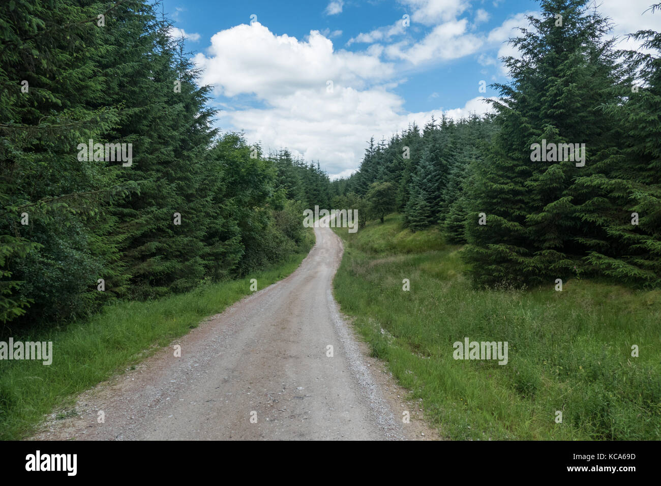 Winding track road through Gisburn forest in the Forest of Bowland an ...