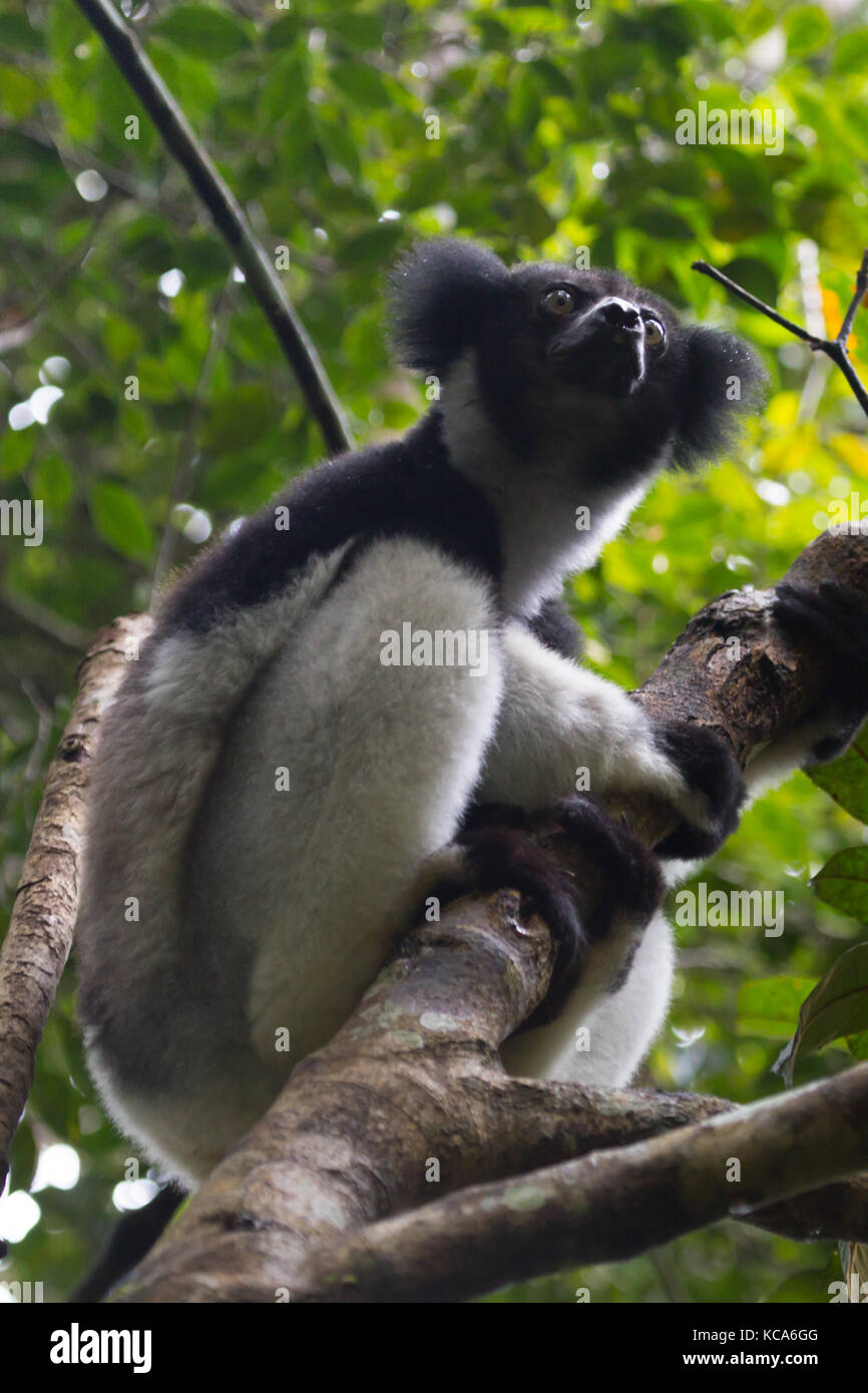 Indri Indri Lemur resting in shade of tree canopy, Andasibe-Mantadia ...
