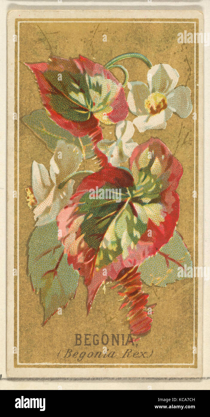 Begonia (Begonia Rex), from the Flowers series for Old Judge Cigarettes ...