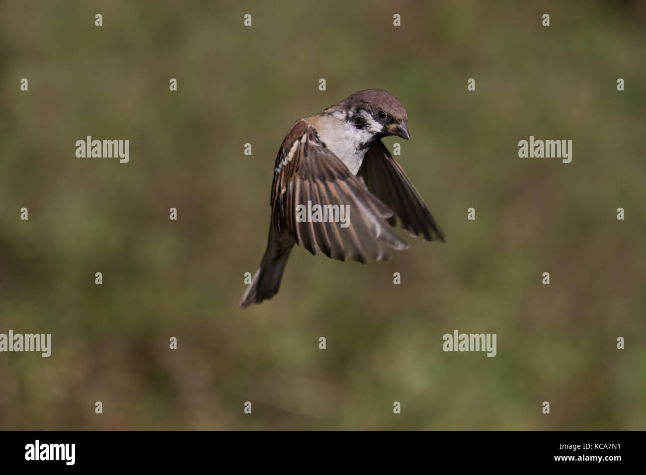 Tree Sparrow in flight Stock Photo - Alamy