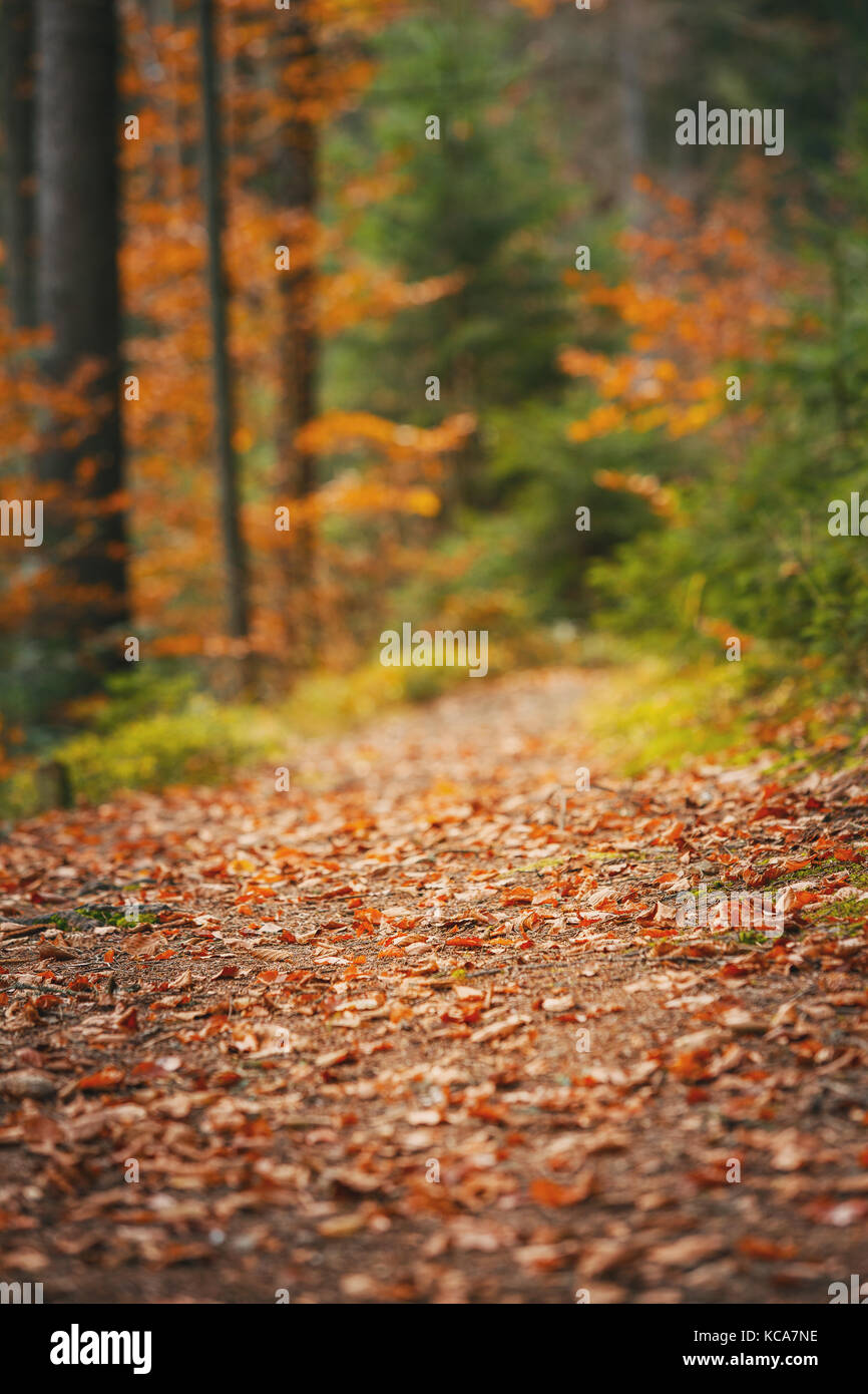 Magic trail in the forest, roots of trees, place for active holidays ...