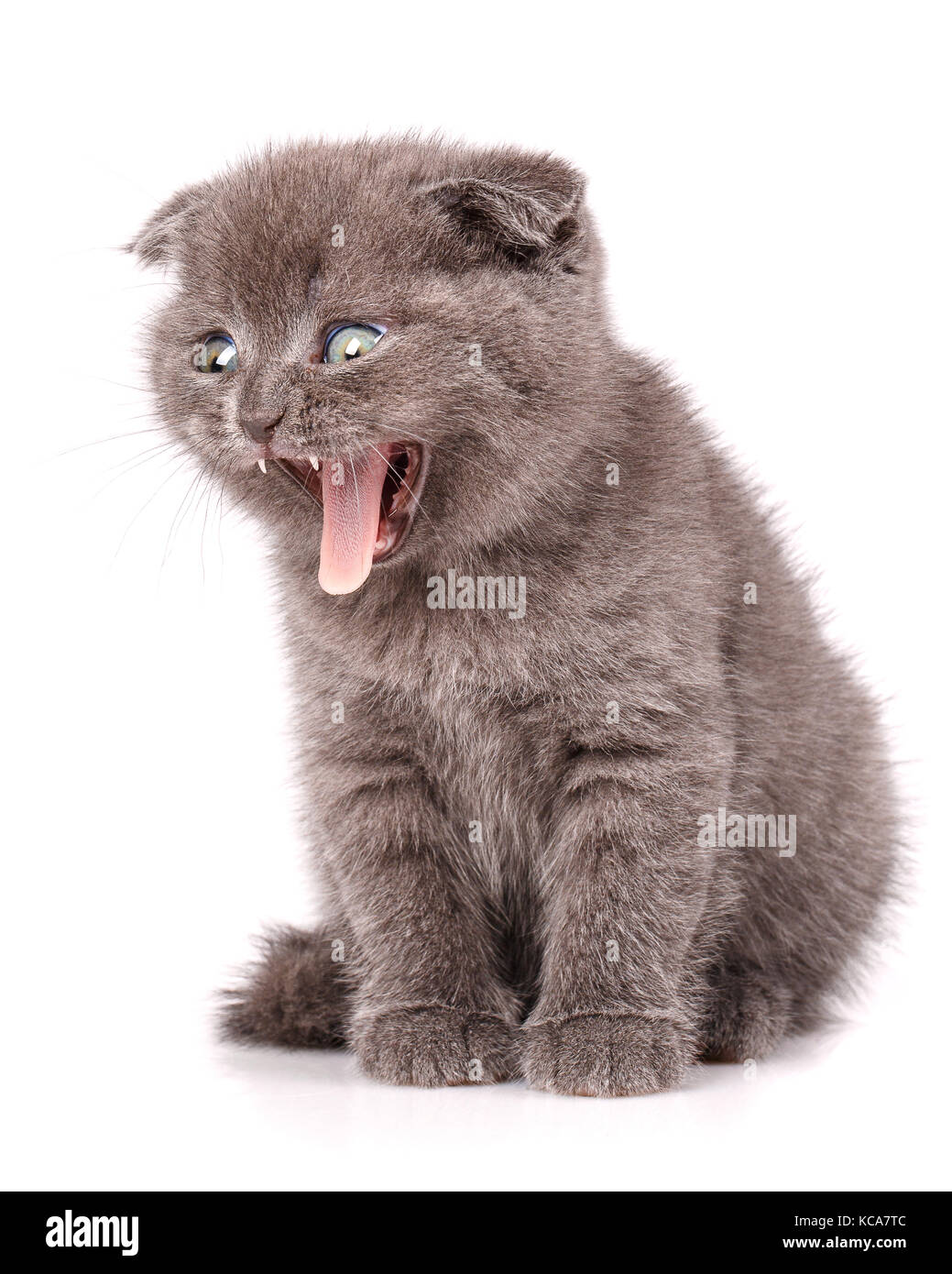 Gray Scottish Fold Cat sits on white background with open mouth. A ...