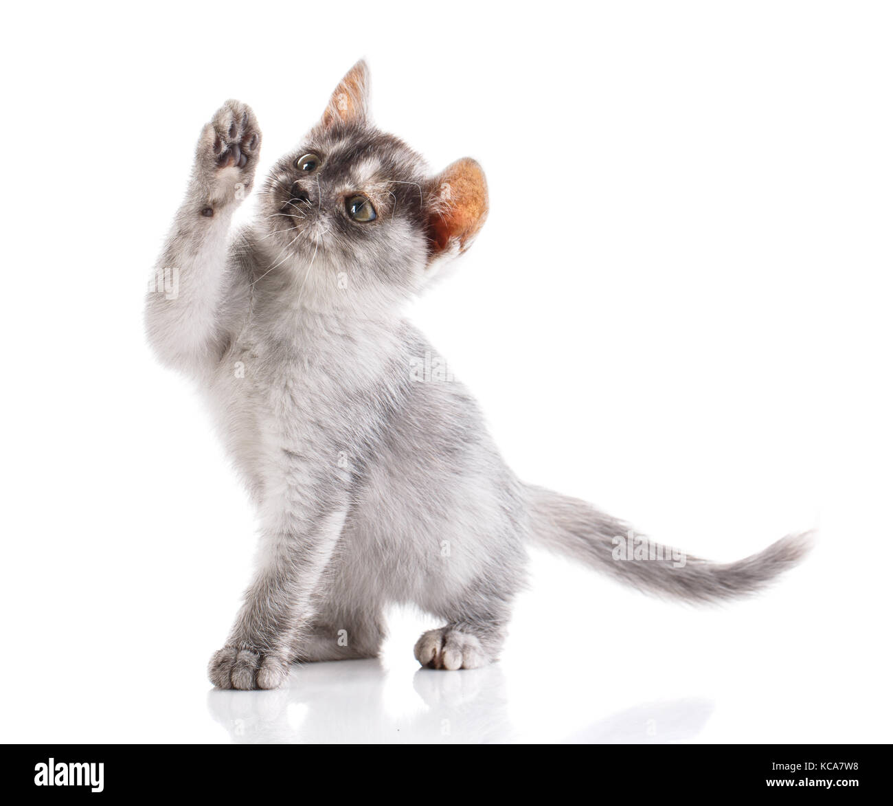 A true friend. Cat is isolated on white Stock Photo - Alamy