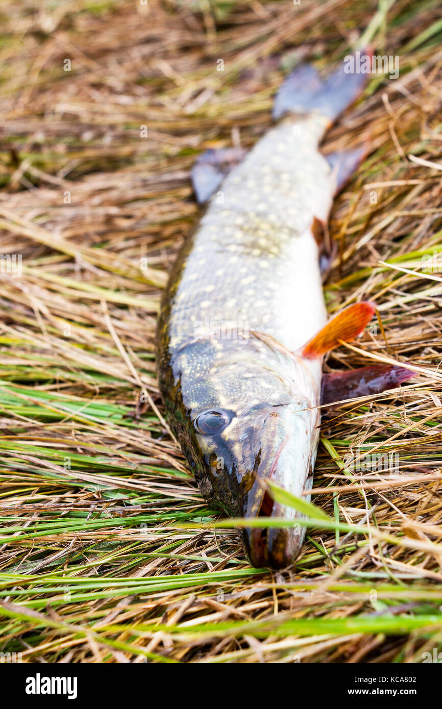 European pike on the autumn grass Stock Photo - Alamy