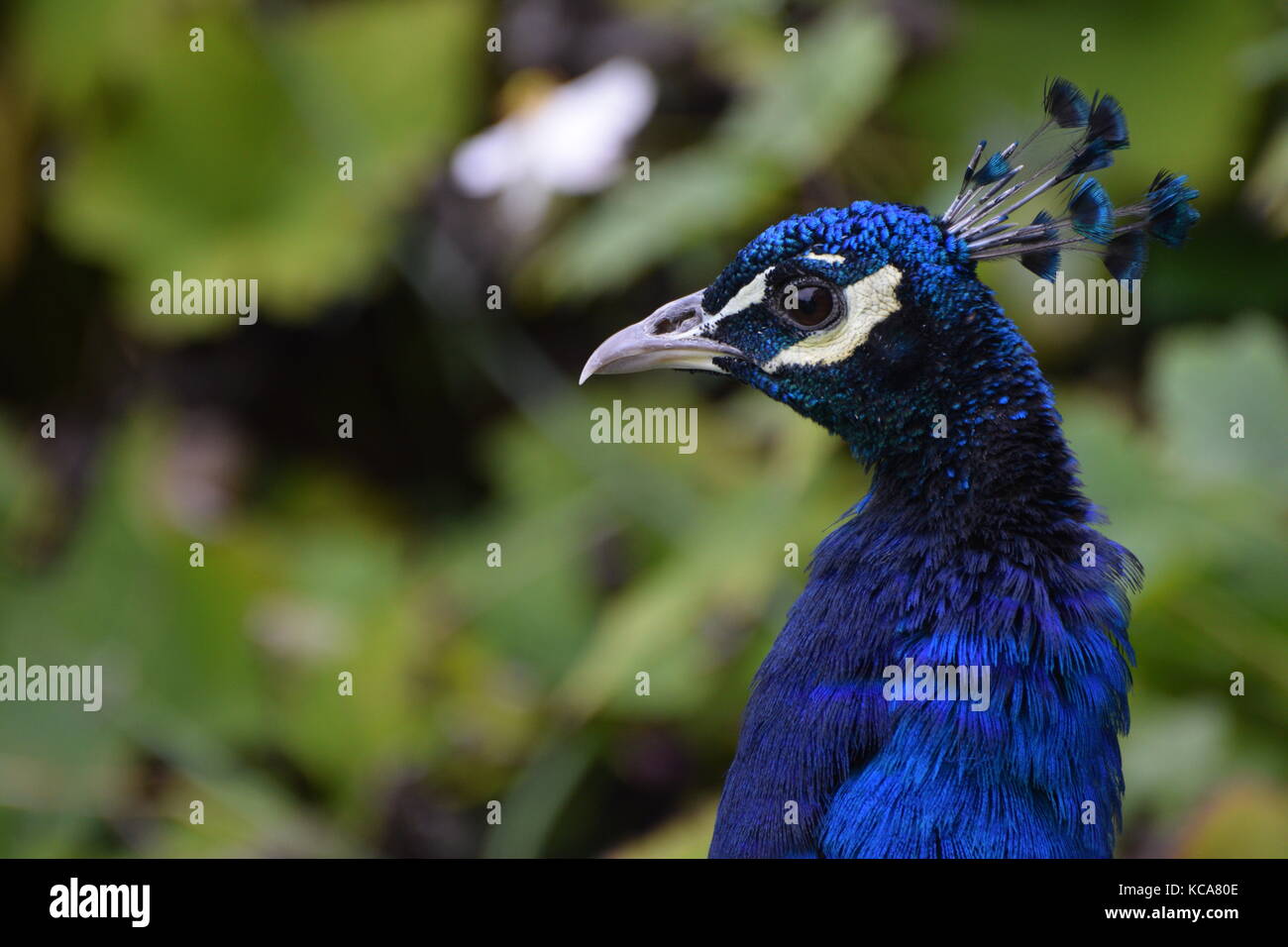 Blue peacock in Normandy Stock Photo - Alamy