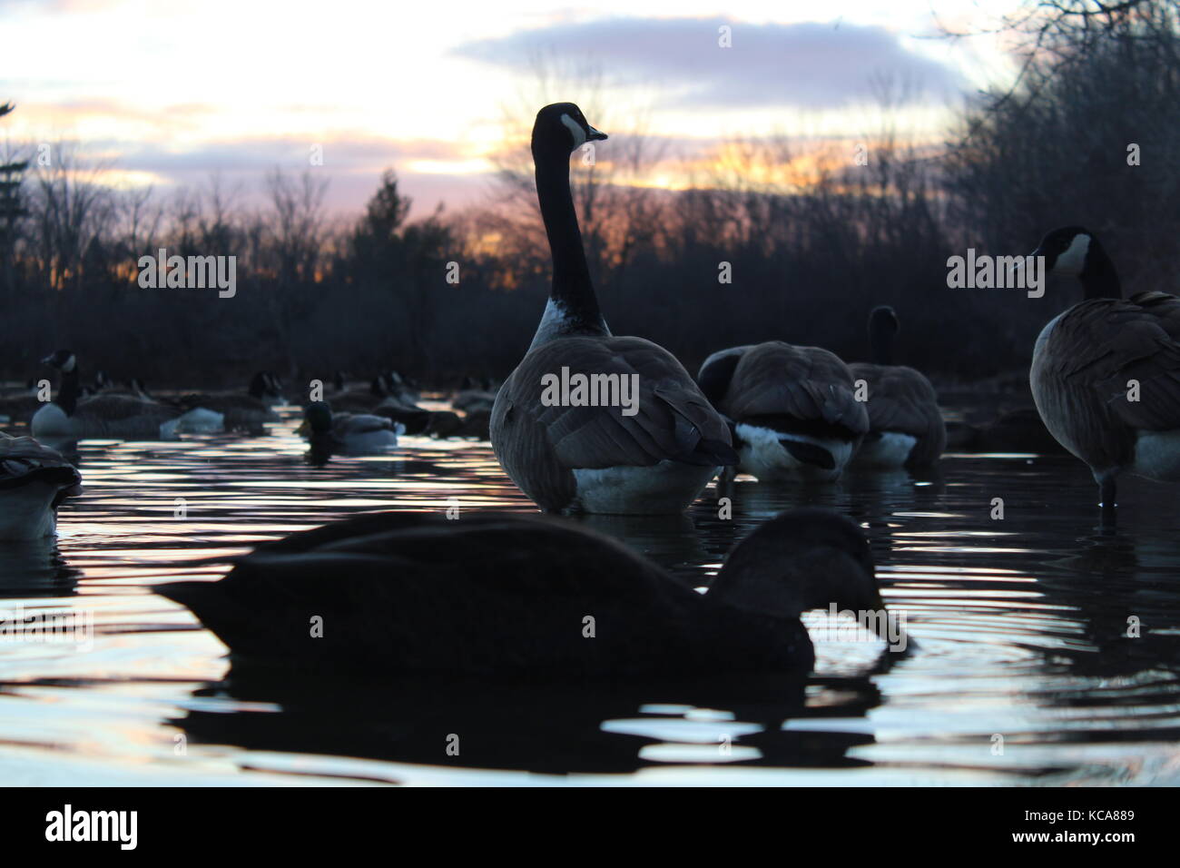 Canada Goose at Sunset Stock Photo - Alamy