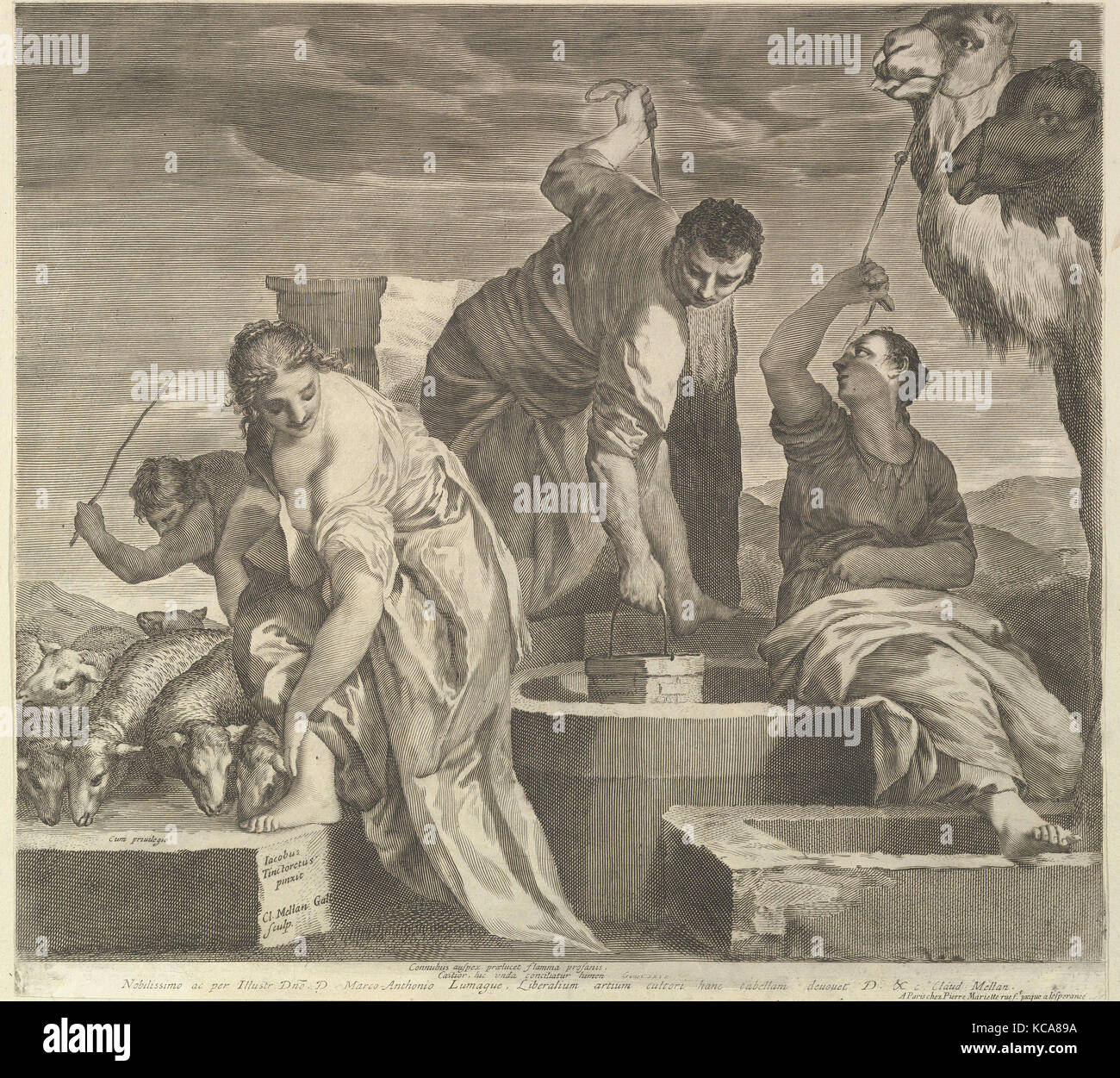 Rachels animals hi-res stock photography and images - Alamy