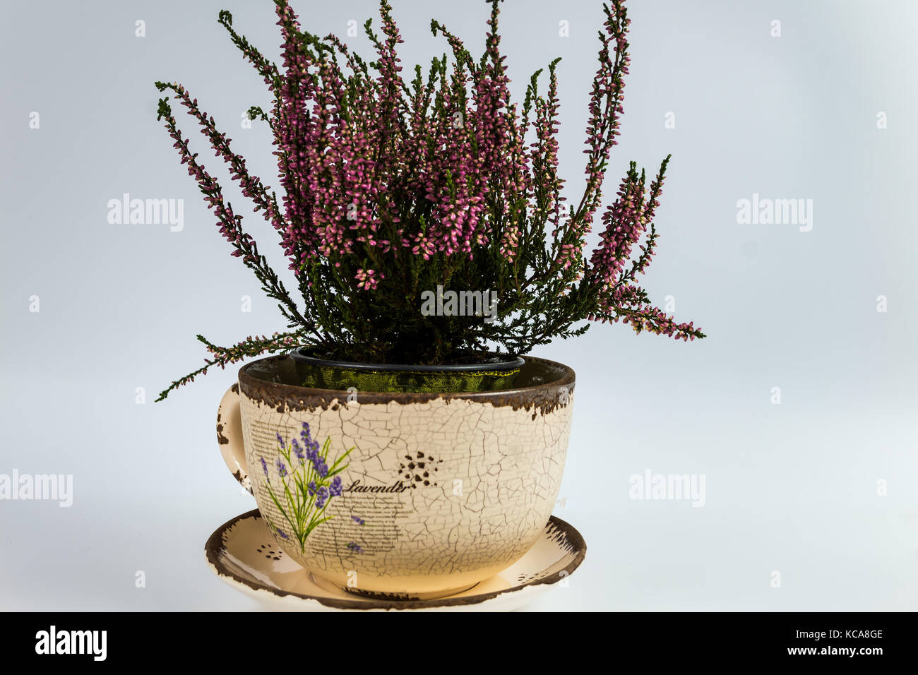 Heather flower hi-res stock photography and images - Alamy
