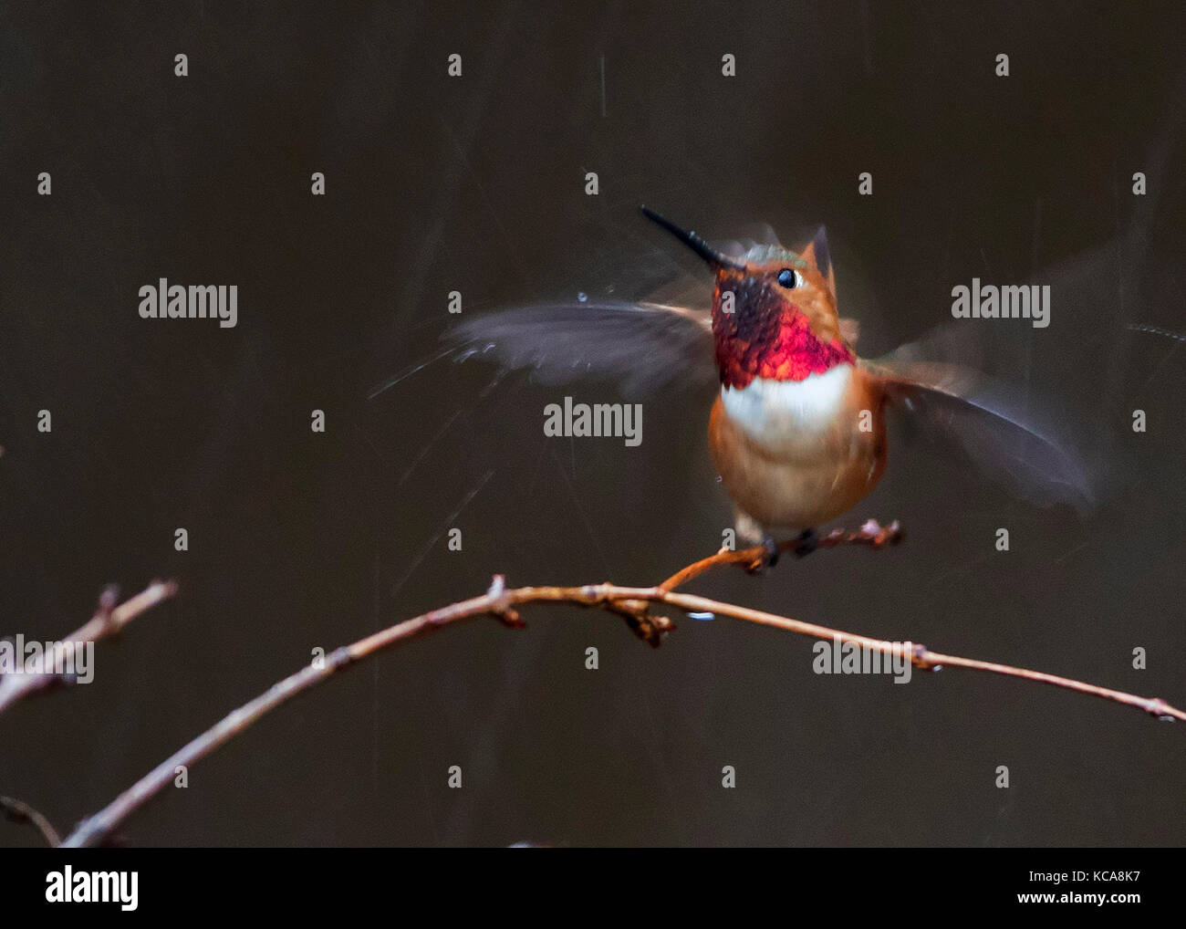 Allen's hummingbird in rain Stock Photo - Alamy