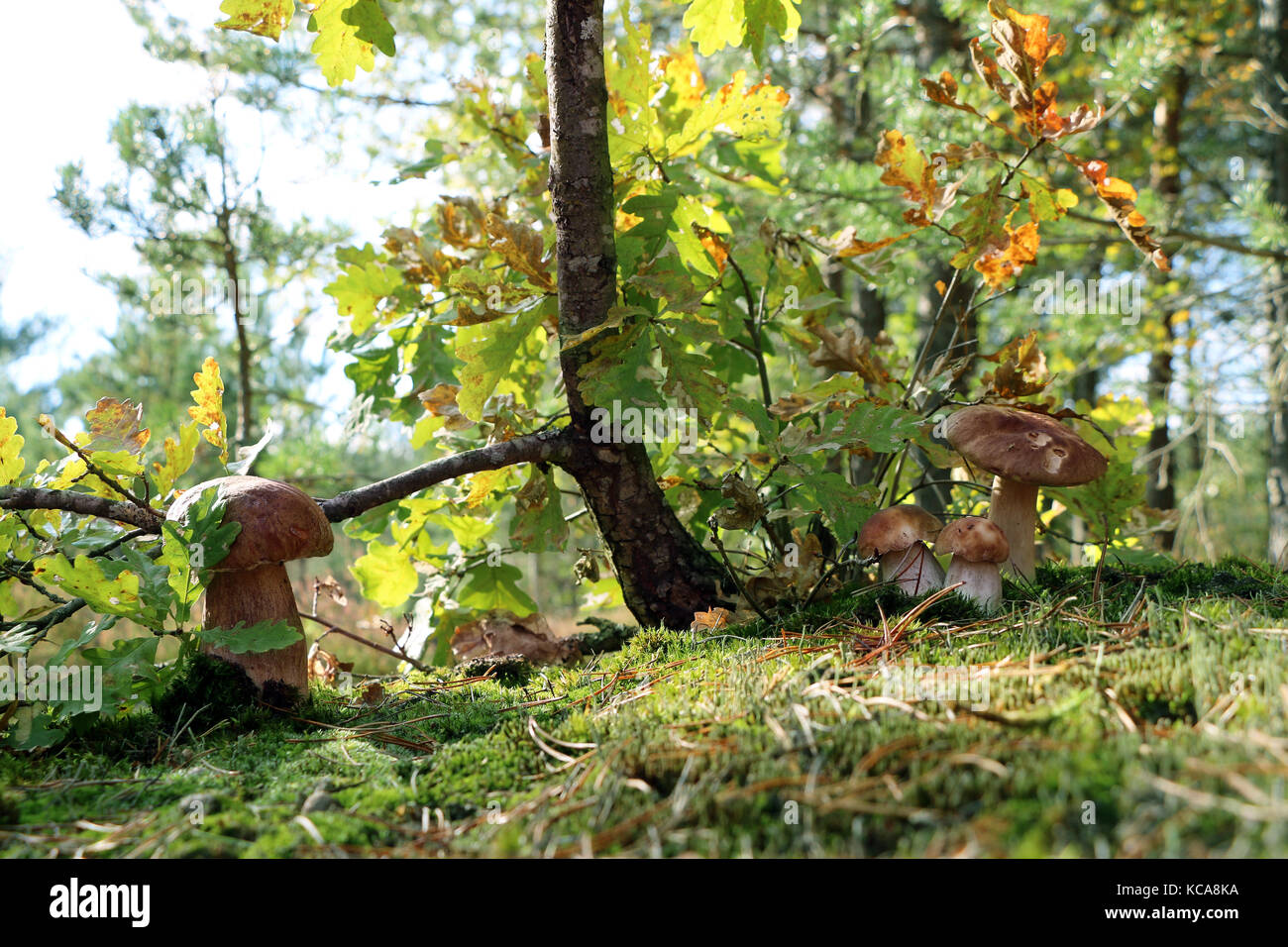 Four boletus growth under oak leaf. White mushroom fungus grow in ...