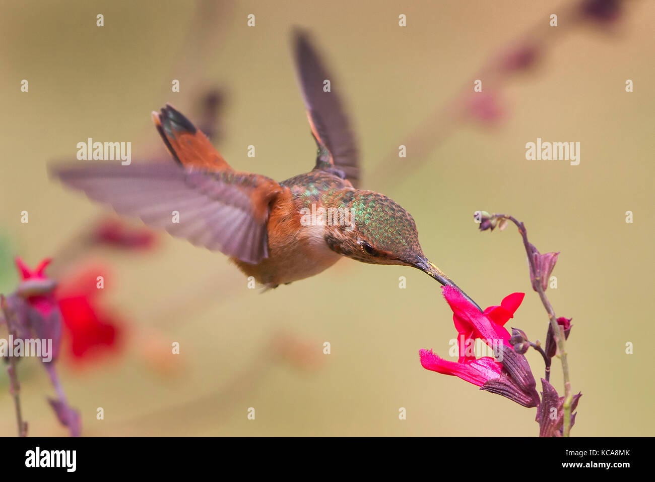 Allen's hummingbird feeding and pollinating flowers Stock Photo - Alamy