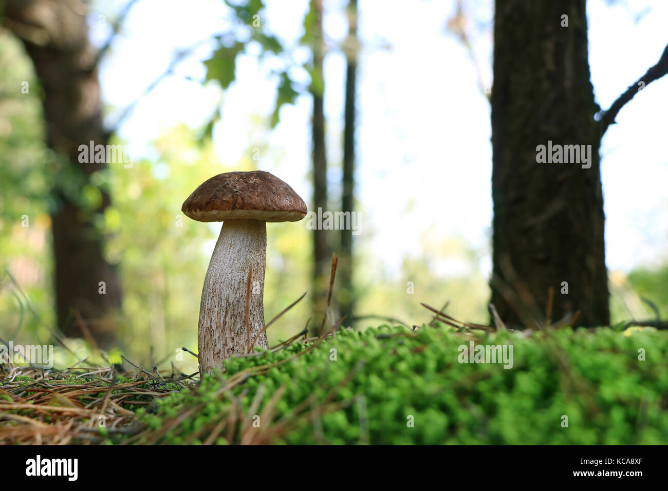 Long mushroom hi-res stock photography and images - Alamy