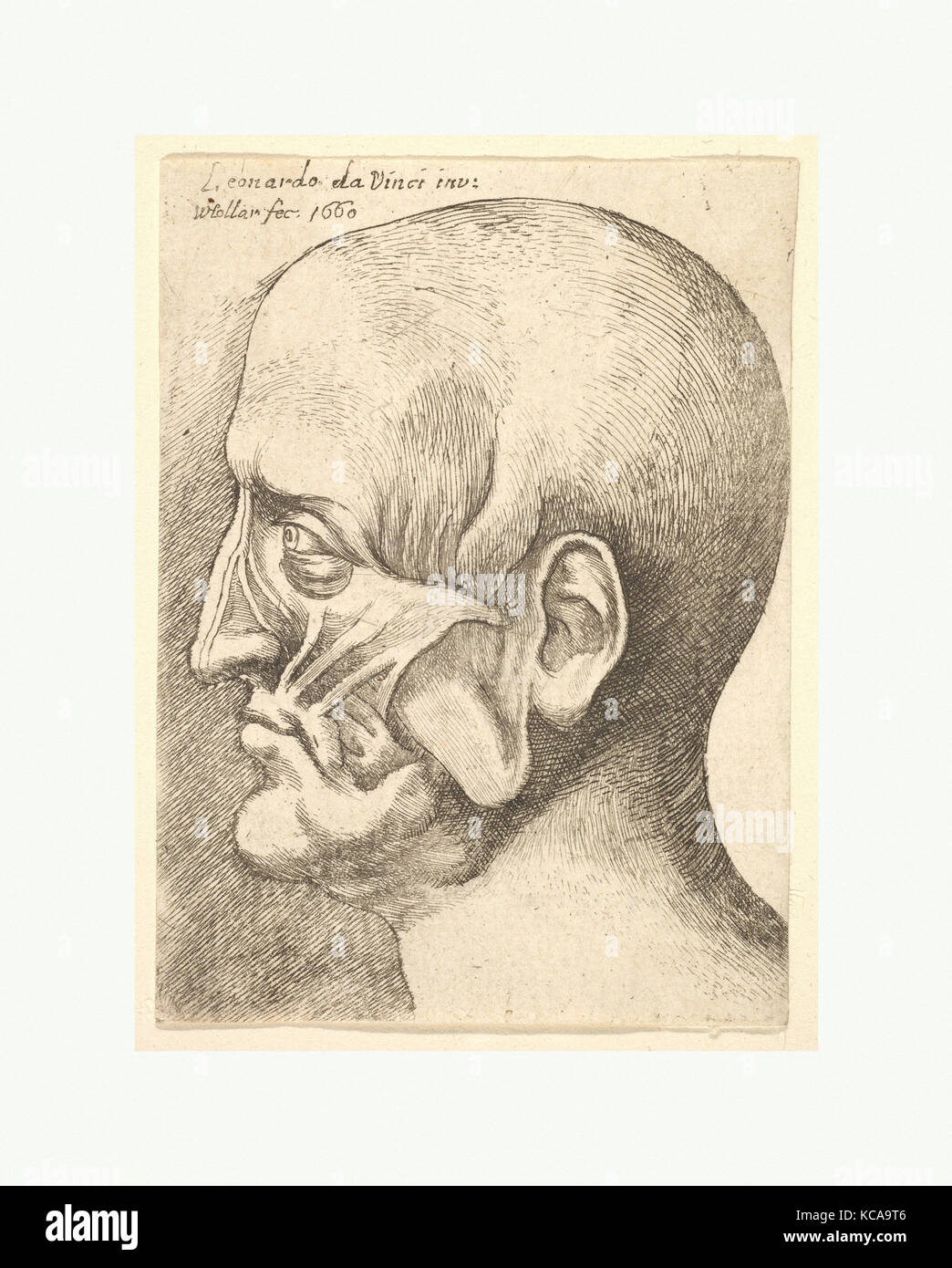 Ecorche head of a man in profile to left, After Leonardo da Vinci, 1660 ...