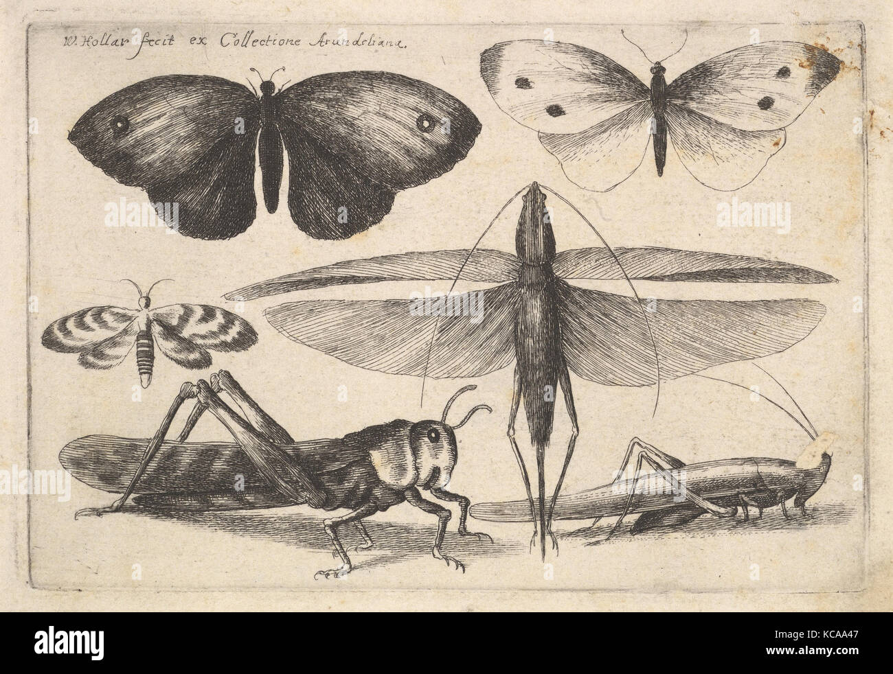 Six insects, 1646, Etching; first state of three, Plate: 3 3/16 × 4 5/8 ...