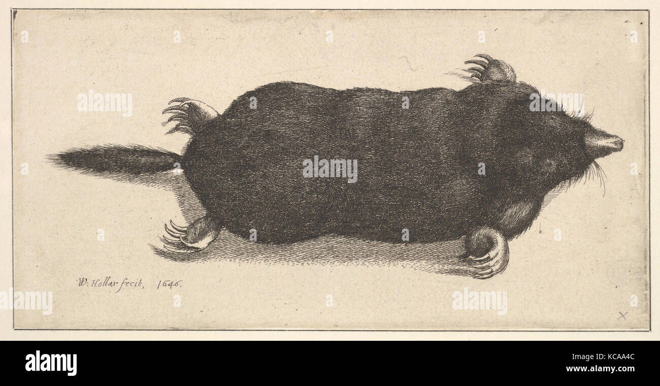 Dead Mole, 1646, Etching; only state, an early impression before the ...