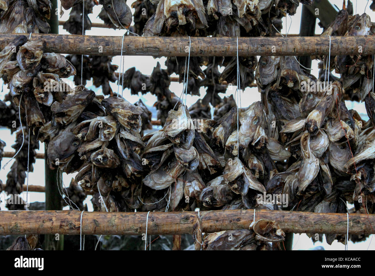 Drying fish in Lofoten Stock Photo - Alamy