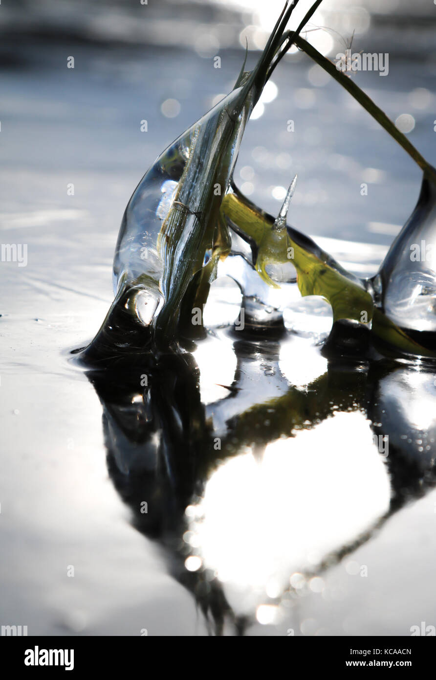 Ice drops close-up Stock Photo - Alamy