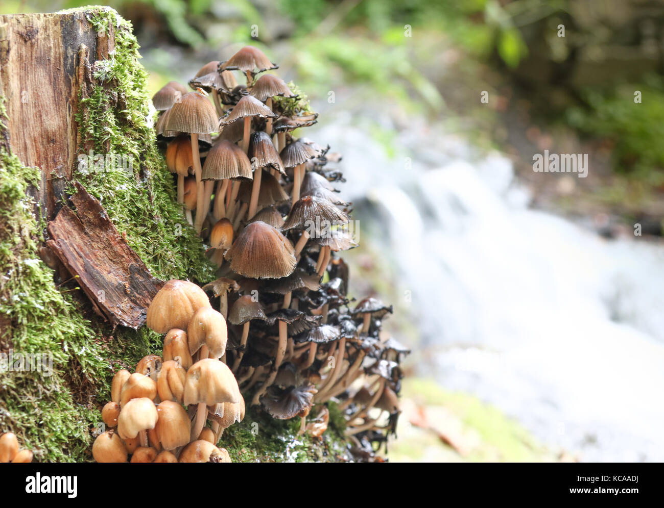 mushrooms on tree Stock Photo - Alamy