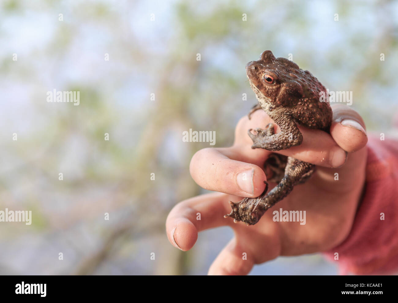 child holding frog Stock Photo - Alamy