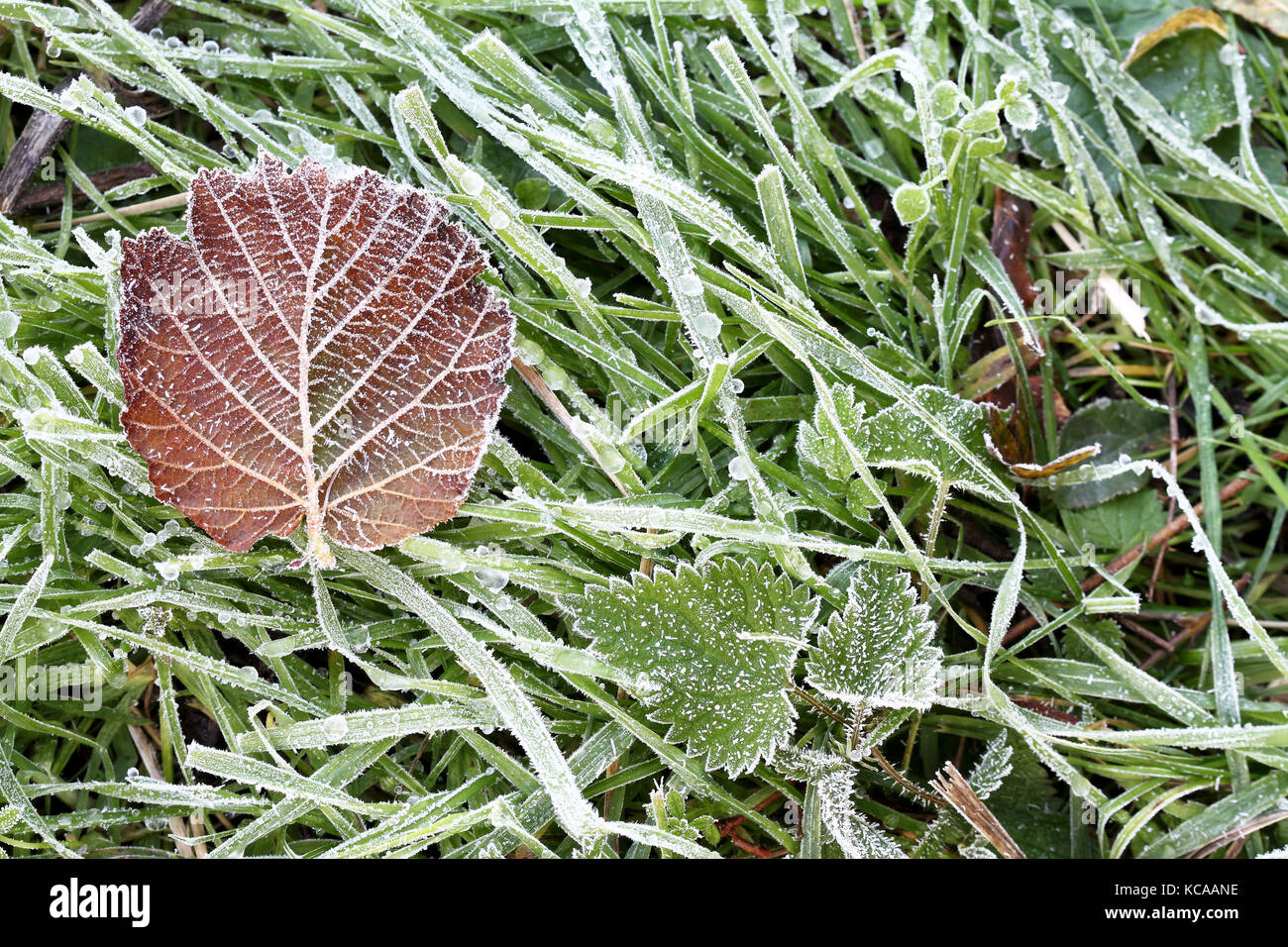 Frozen leaf and grass Stock Photo - Alamy