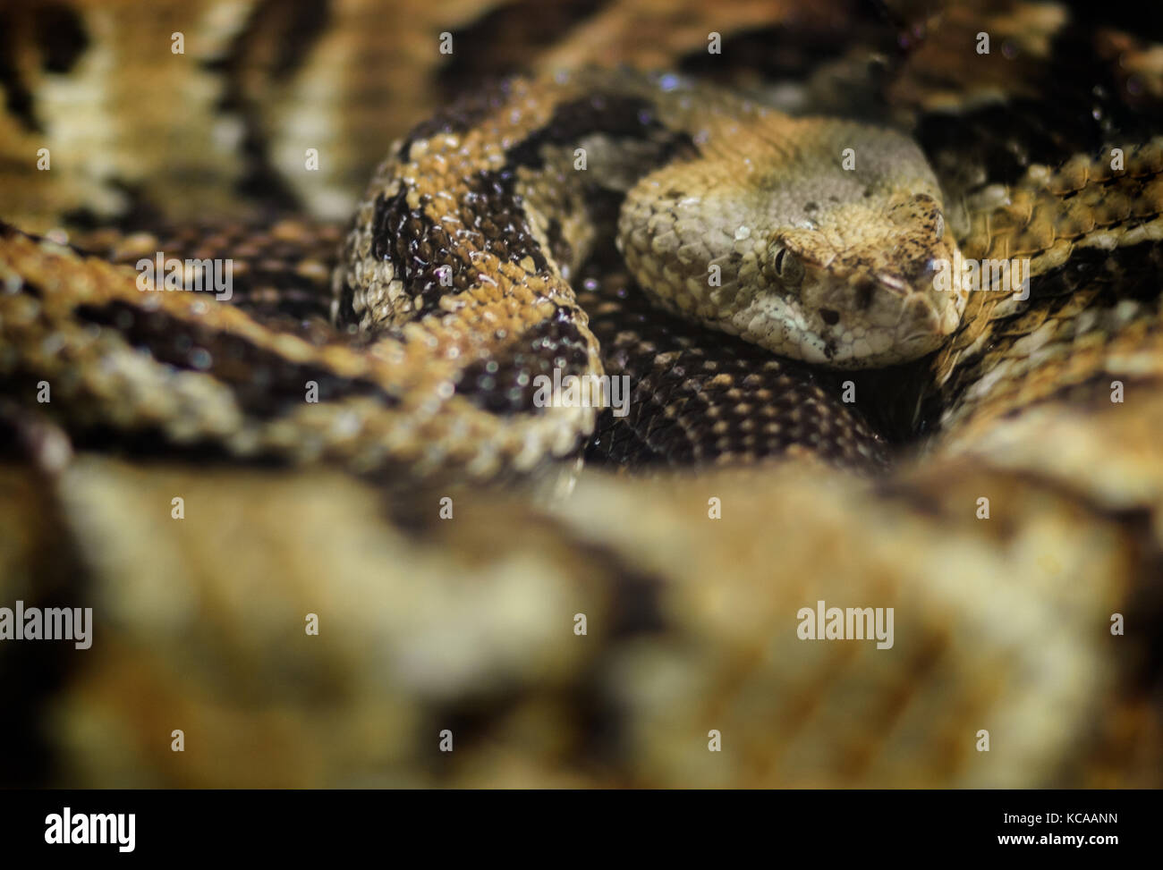 A timber rattle snake (Croatus horridus) is coiled in a vivarium, with ...