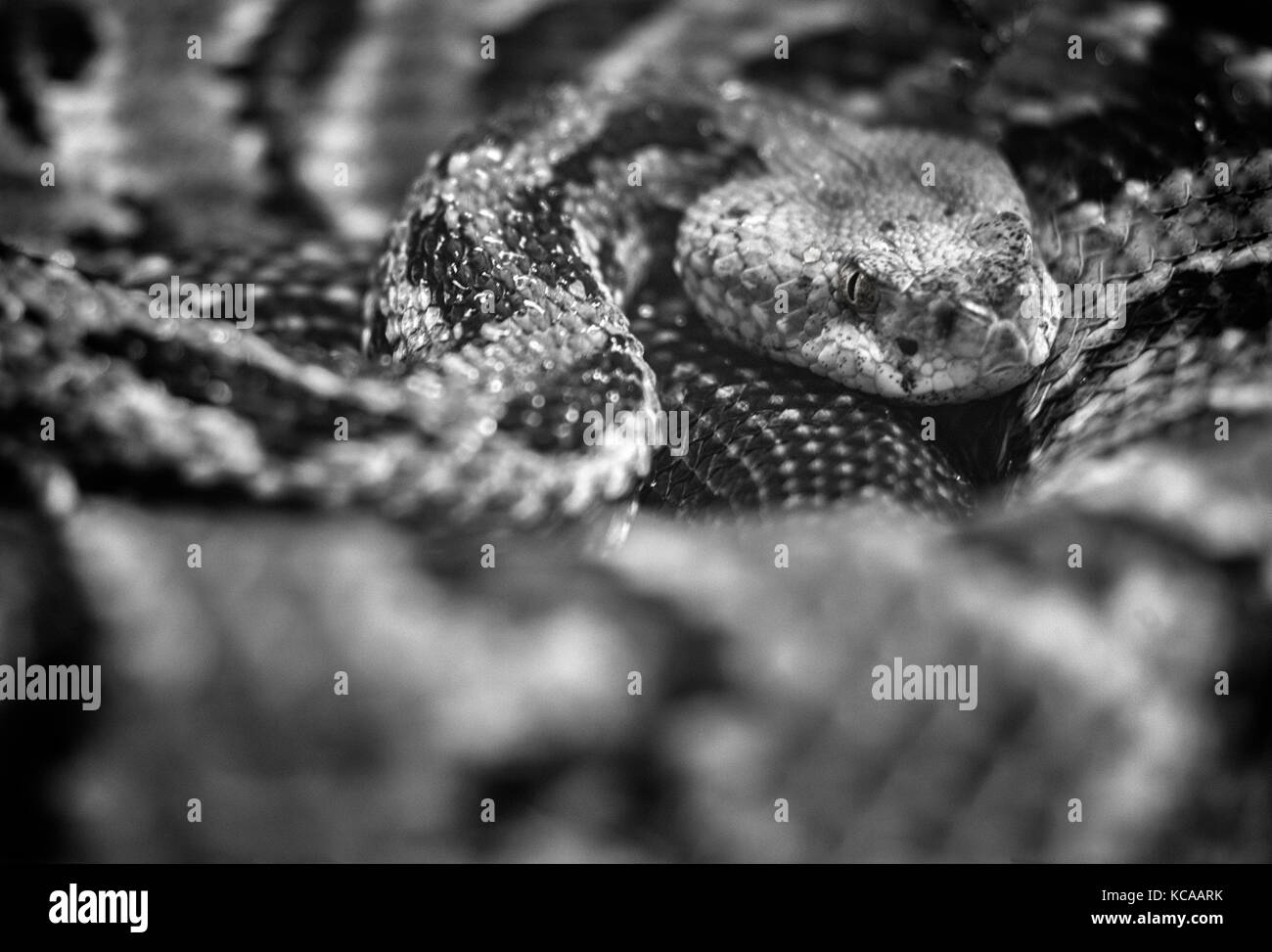 A timber rattle snake (Croatus horridus) is coiled in a vivarium, with ...